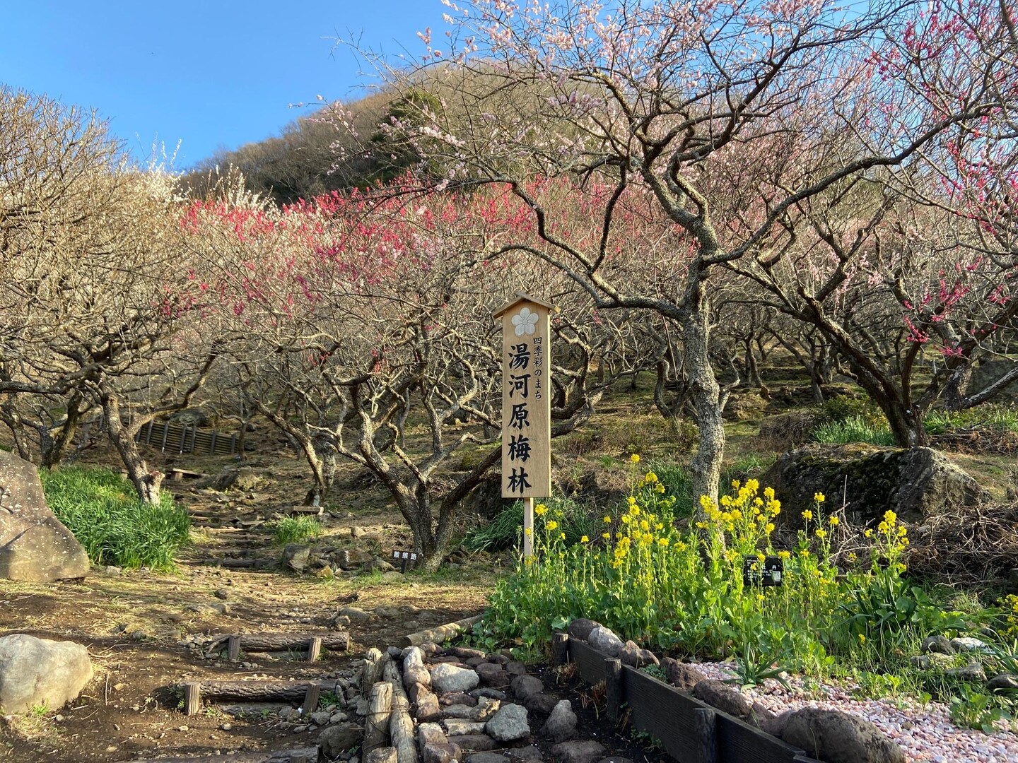 幕山（湯河原梅林） / kazu-bayさんの幕山・南郷山の活動データ | YAMAP / ヤマップ