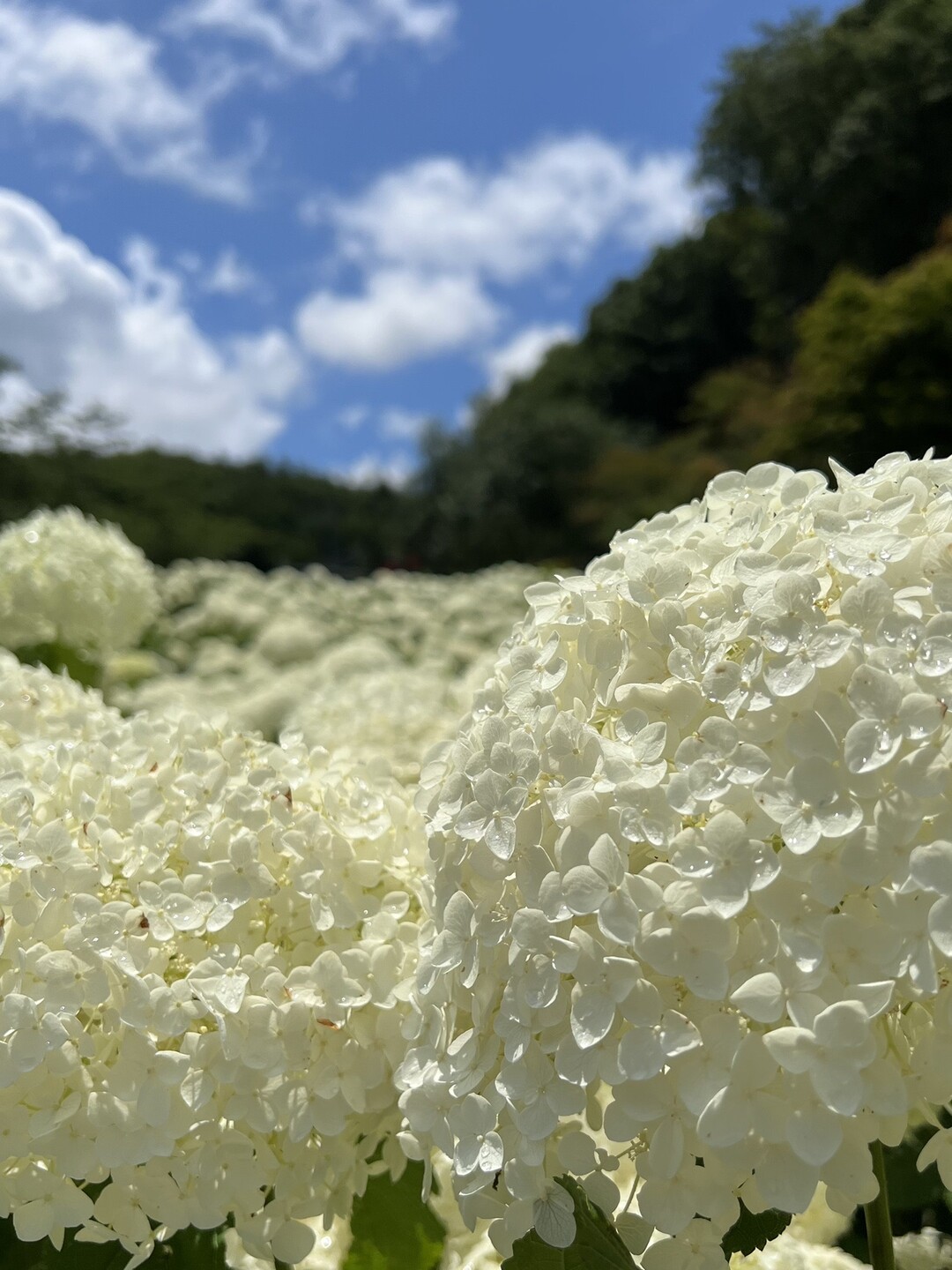 福島市の陽林寺。 このお寺のアナベルが見... / ymatさんのモーメント | YAMAP / ヤマップ