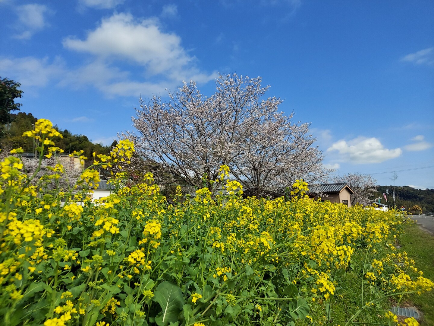 宮崎、春の訪れ🌸 / derainandreさんのモーメント | YAMAP / ヤマップ