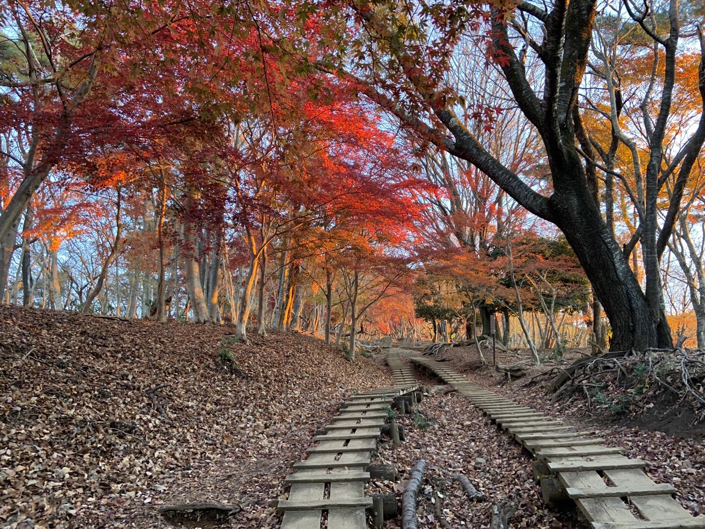 塔ノ岳・丹沢山（大倉尾根ピストン） / kazu-bayさんの塔ノ岳・丹沢山・蛭ヶ岳の活動データ | YAMAP / ヤマップ