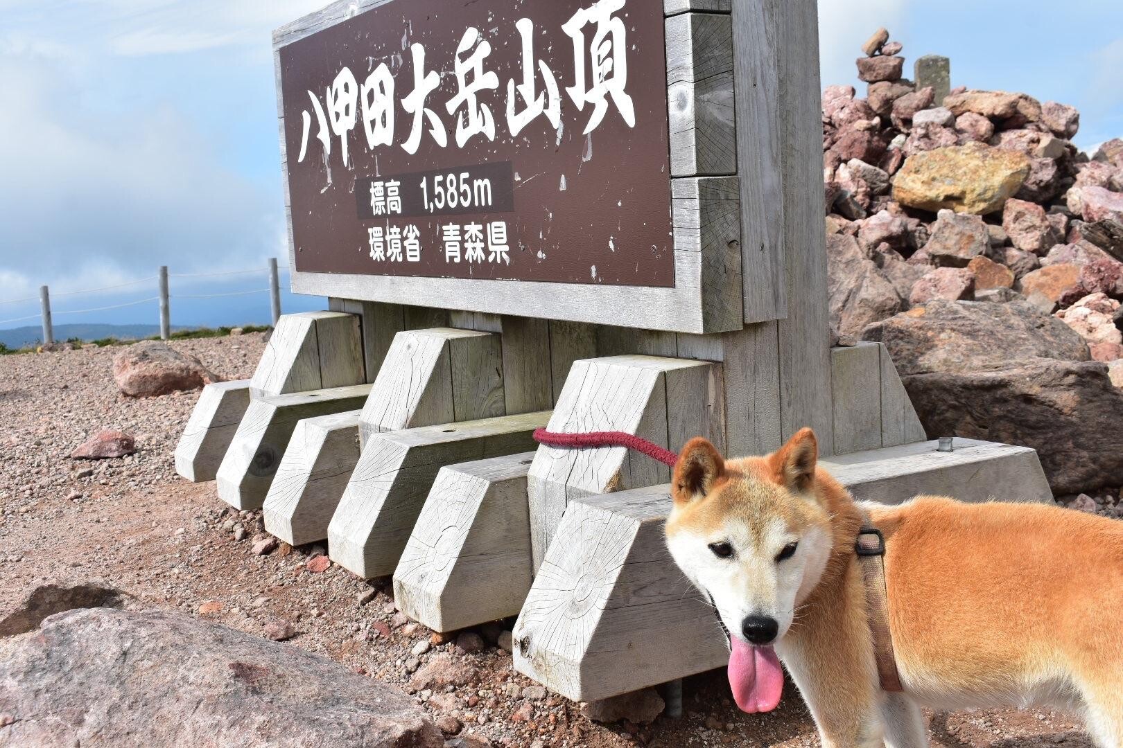 八甲田山（大岳）・井戸岳・赤倉岳 / t-timeさんの八甲田山・高田大岳・雛岳の活動データ | YAMAP / ヤマップ