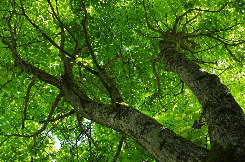 笹オトシ🌿 / ida☆tennさんの霊山・西教山の活動データ | YAMAP / ヤマップ