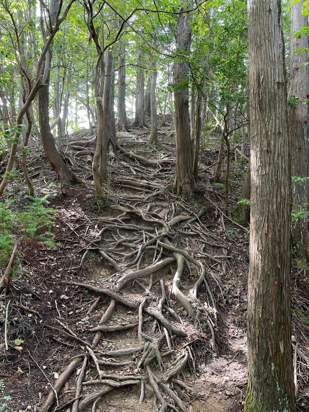 北山西部 二ノ瀬から鷹峯 / honensanさんの京都一周トレイルの活動日記 | YAMAP / ヤマップ