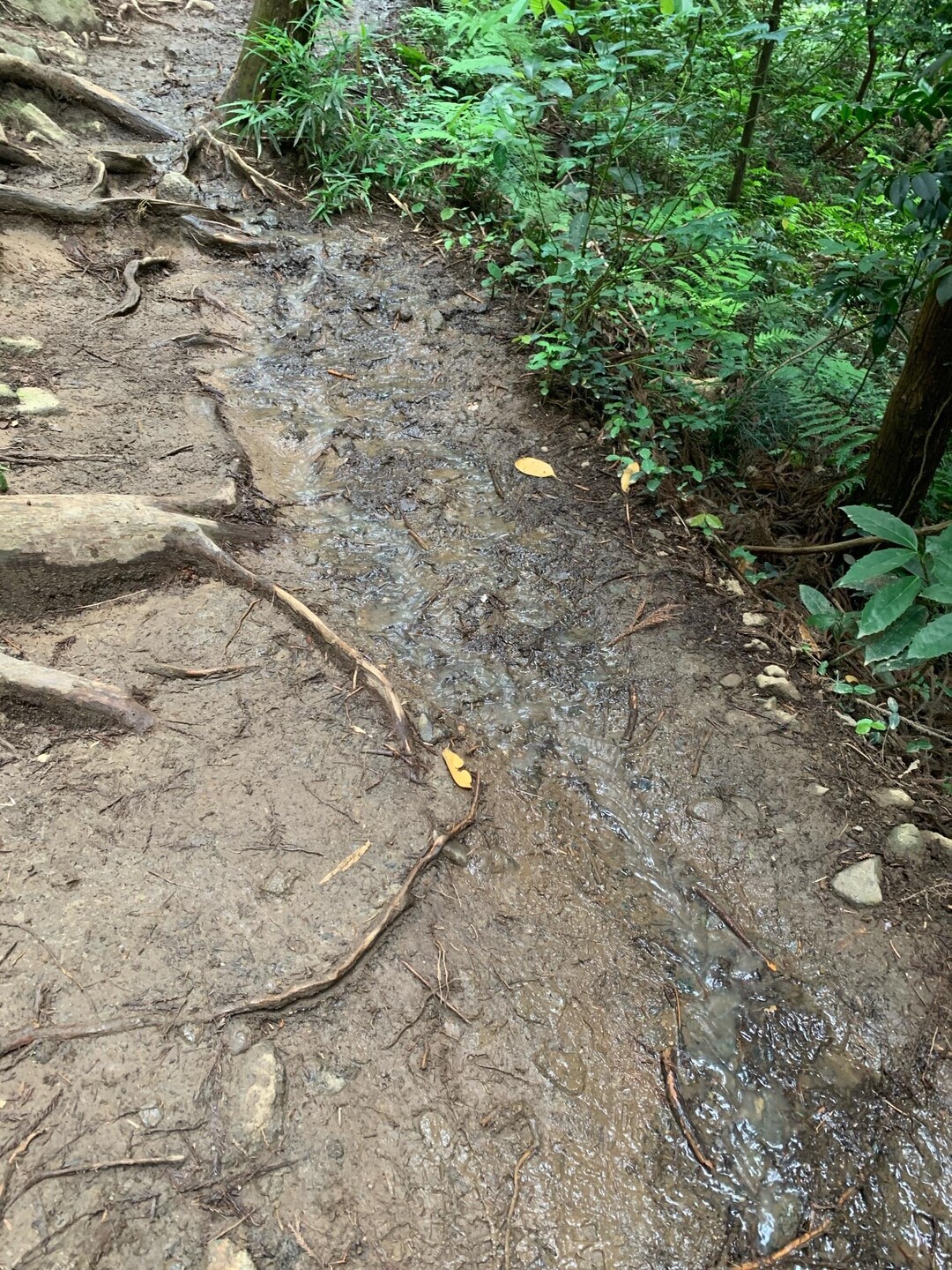 筑波山 XIX 2024_06_22 / tz_sskさんの筑波山の活動データ | YAMAP / ヤマップ