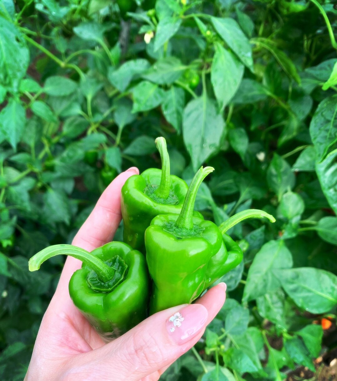 お日様いっぱいの夏野菜🫑🍅🍆 お散... / Jyuri.さんのモーメント | YAMAP / ヤマップ