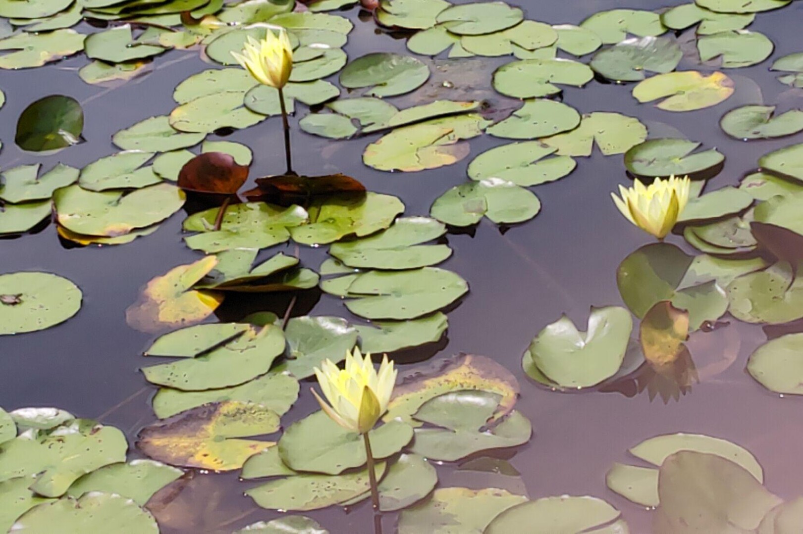 城山と明天寺山 / Mikiさんの湯川山・城山・孔大寺山の活動データ | YAMAP / ヤマップ