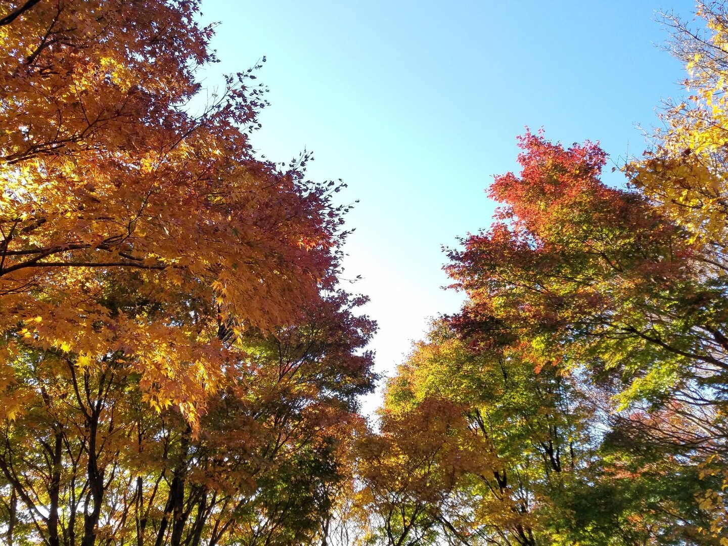 筑波山（男体山）・筑波山（女体山） / el28さんの筑波山の活動データ | YAMAP / ヤマップ