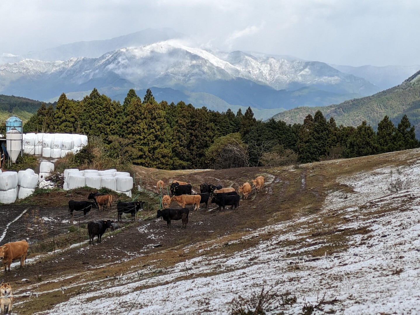 笹ヶ峰 / Miekaさんの工石山の活動データ | YAMAP / ヤマップ