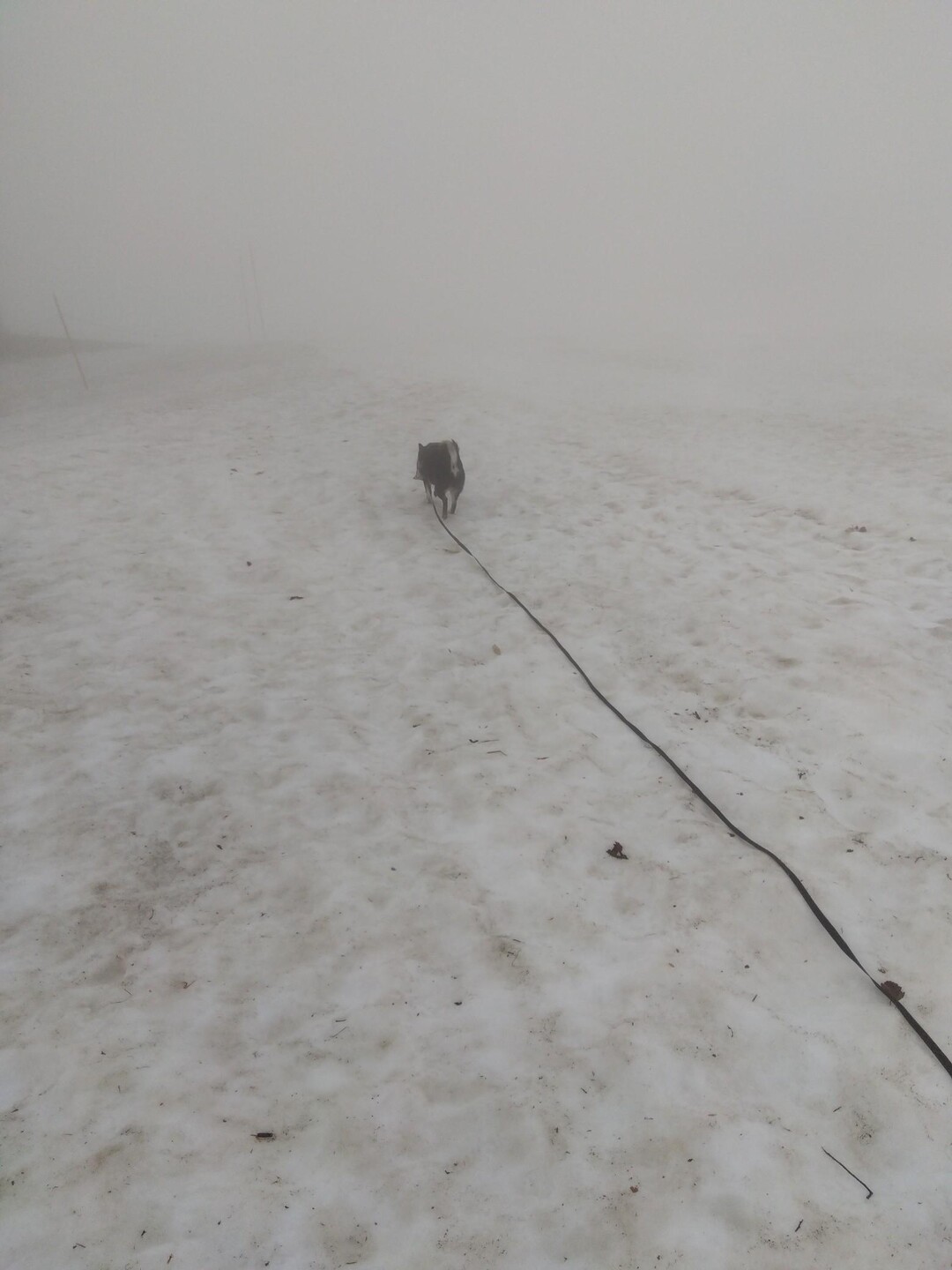 谷川岳24-04-23ワンコとさんぽ / k.mimuさんの谷川岳・七ツ小屋山・大源太山の活動データ | YAMAP / ヤマップ