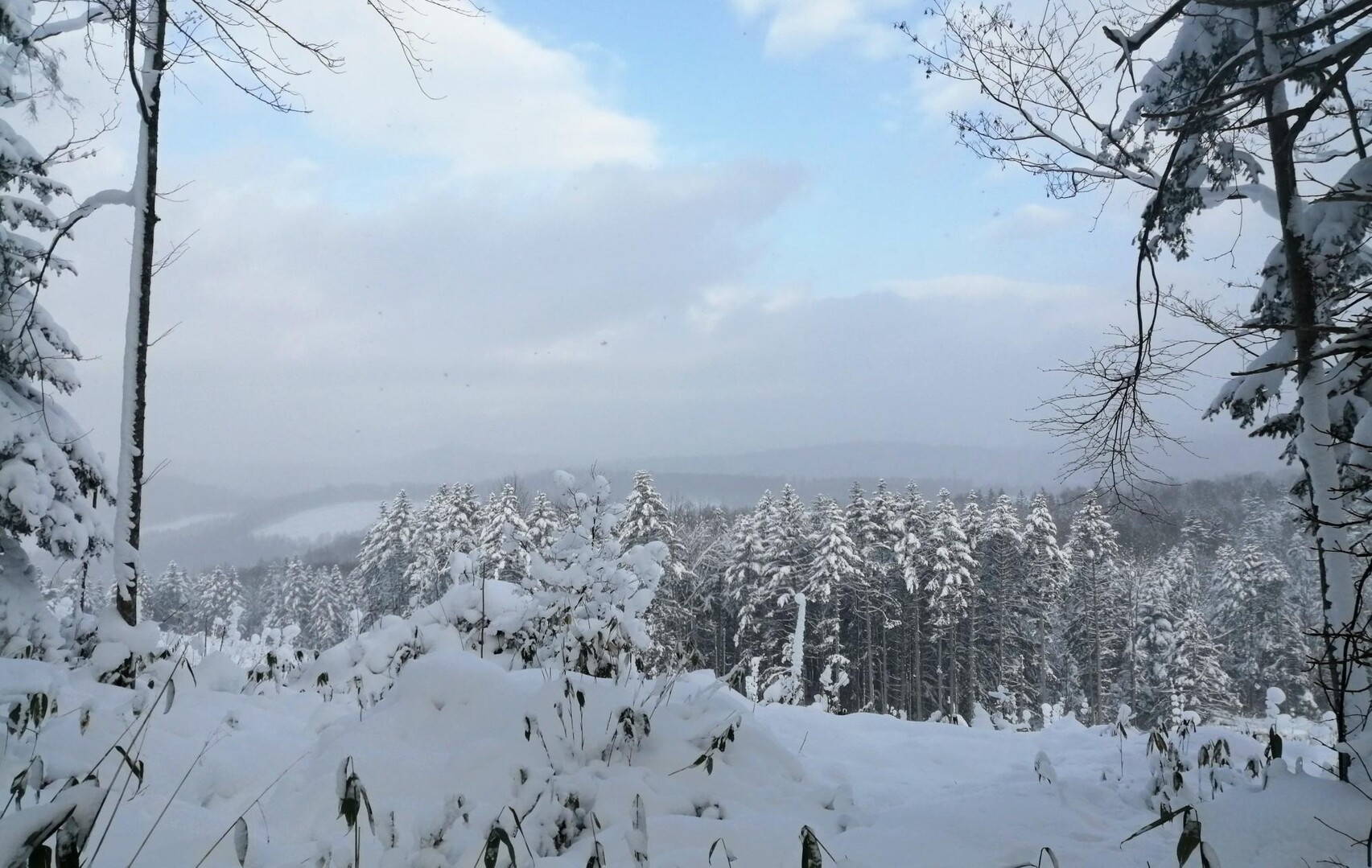当麻「黎明の松」~上米飯山 / kiyo-ibaさんの上米飯山・岩山の活動データ | YAMAP / ヤマップ