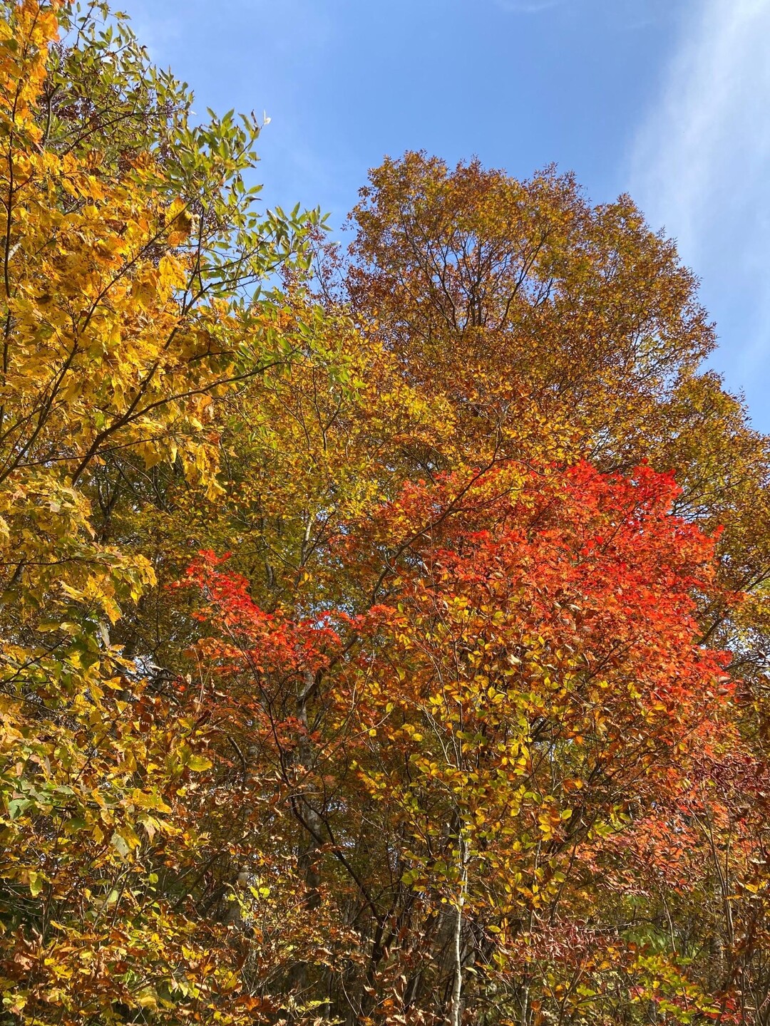 尼ヶ禿山 玉原湿原 / るるさんの武尊山・鹿俣山・尼ヶ禿山の活動データ | YAMAP / ヤマップ