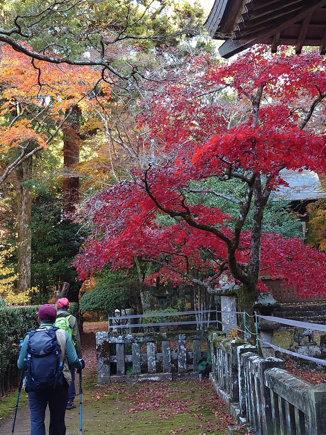 金比羅神社と七面山妙光寺の紅葉鑑賞 2024-12-12 / hide- G さんの金比羅山・烽火山・英彦山の活動データ | YAMAP / ヤマップ