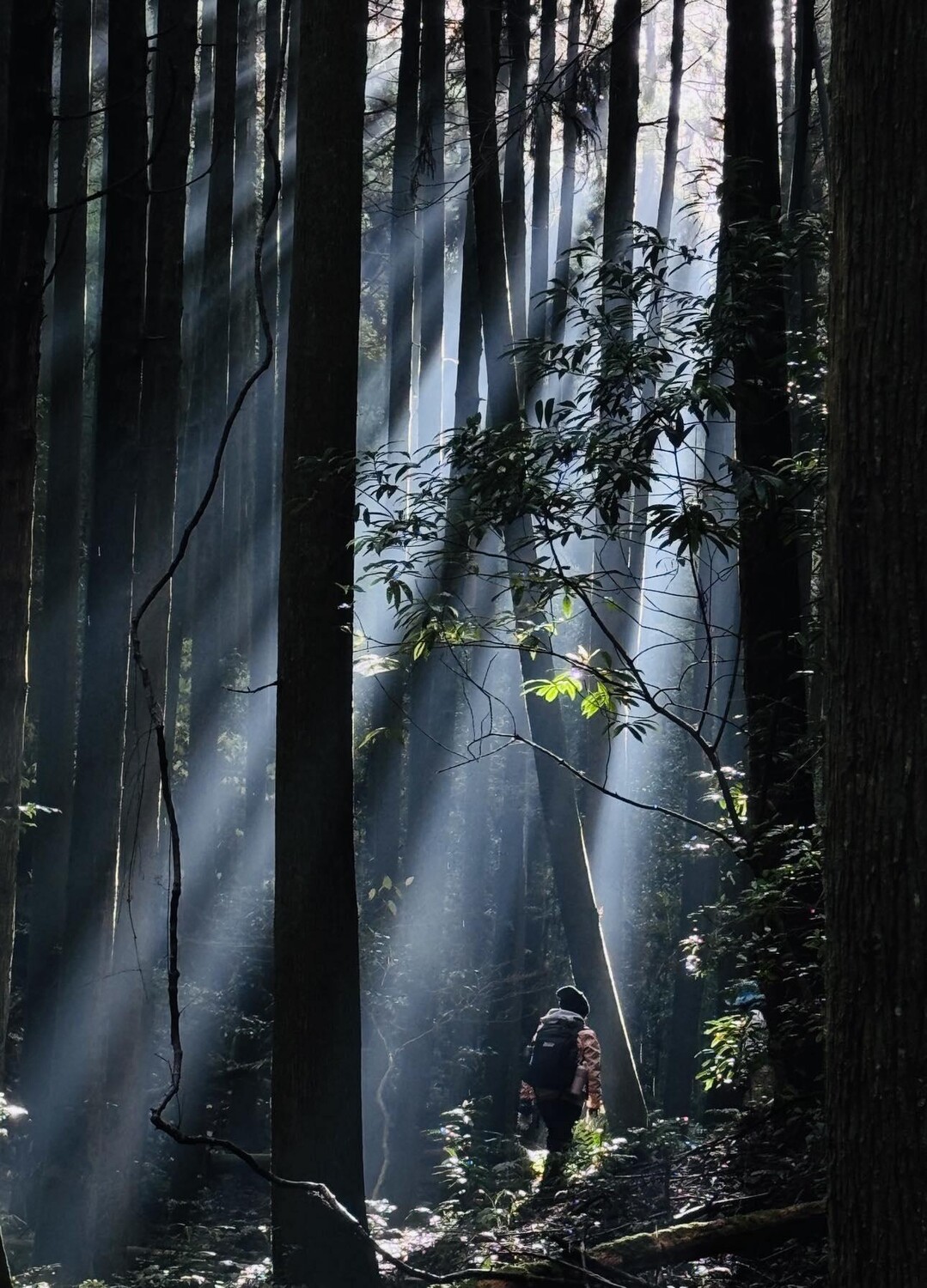 「里山に訪れる感動」 自宅から登山口まで... / kazuさんのモーメント | YAMAP / ヤマップ