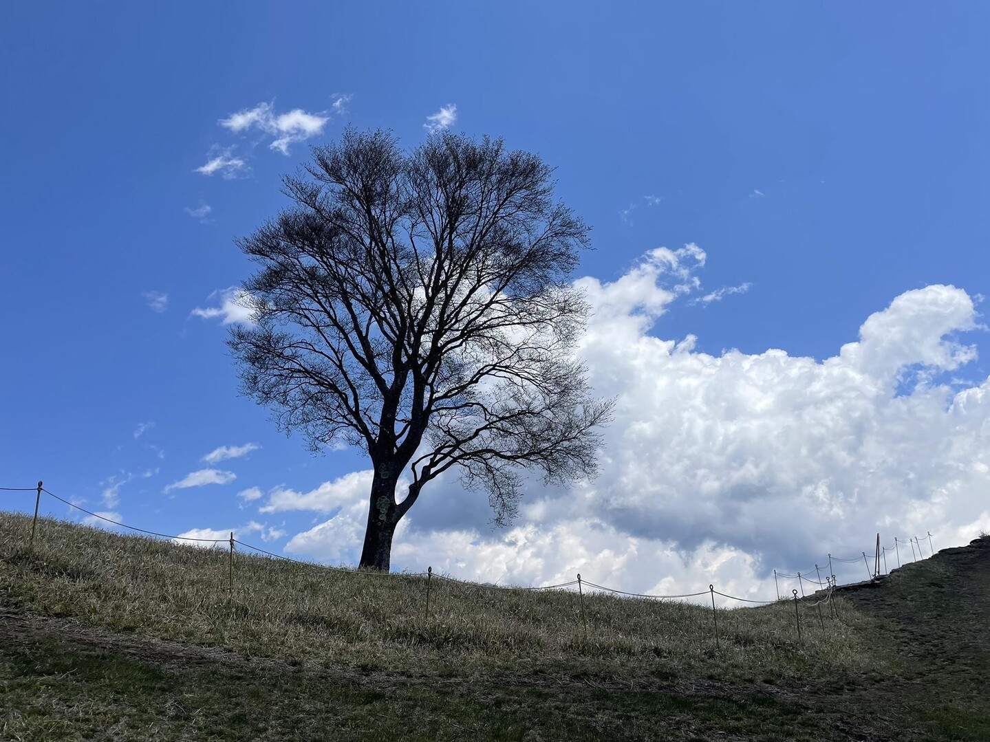 中倉山・沢入山 / yumさんの社山・半月山の活動データ | YAMAP / ヤマップ