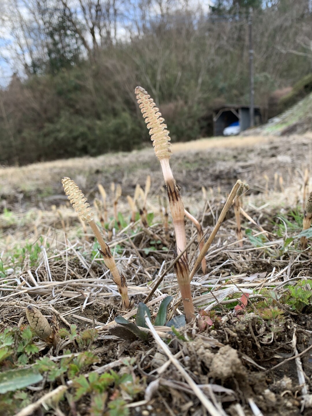 もうすぐ春 / Masa.Rさんのモーメント | YAMAP / ヤマップ