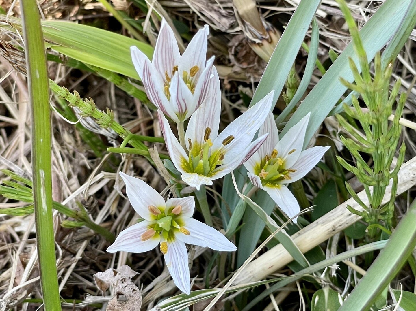 アマナの咲き具合を確かめに、自転車で一走... / otaksaさんのモーメント | YAMAP / ヤマップ