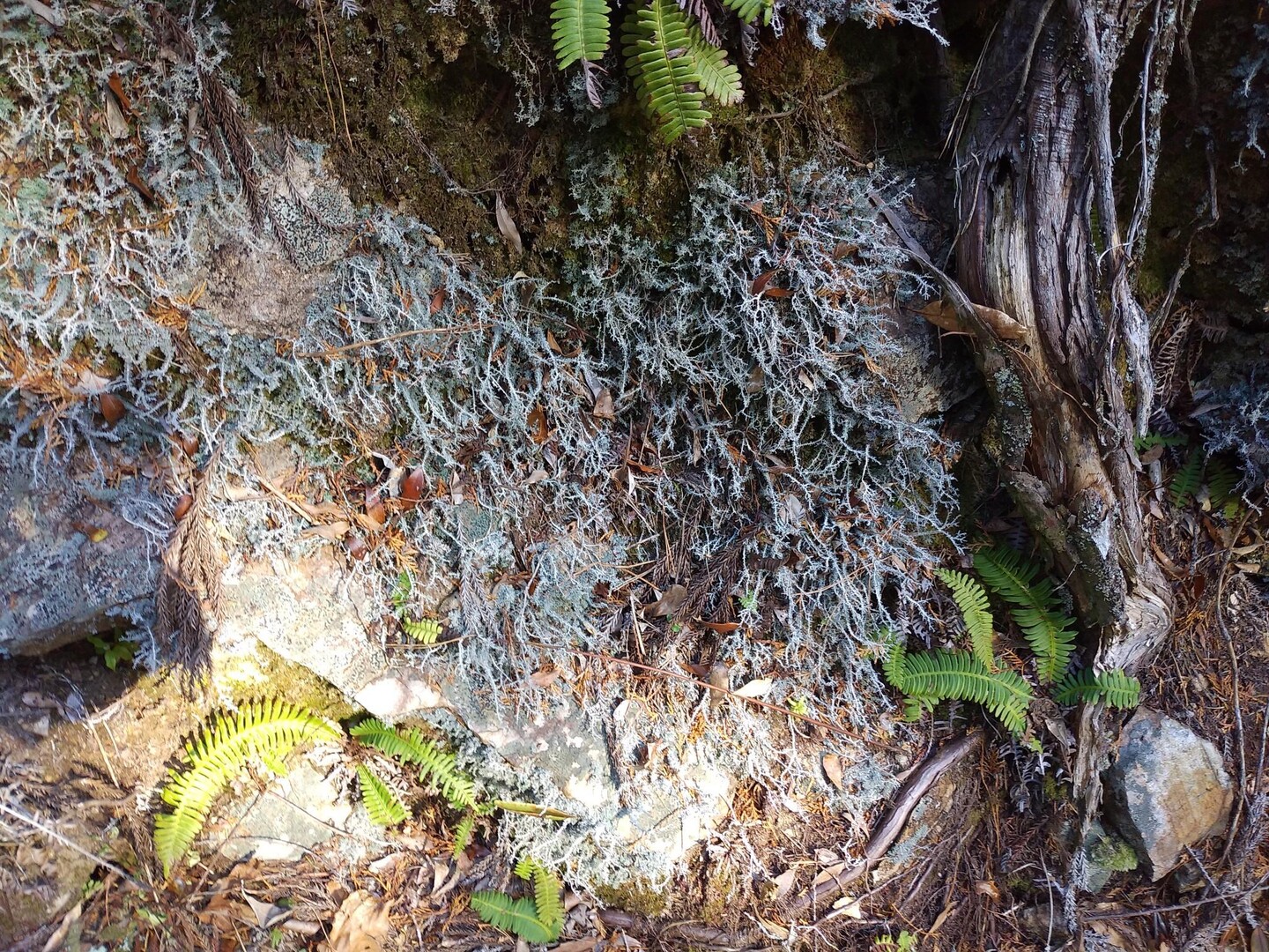 意外にきつかった白鳥山 / nobu2🦩さんの大峠の活動データ | YAMAP / ヤマップ