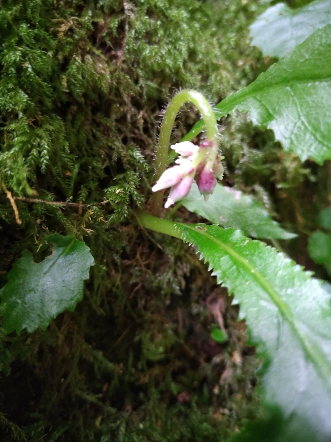 筑波山（女体山） / nobss さんの筑波山の活動データ | YAMAP / ヤマップ