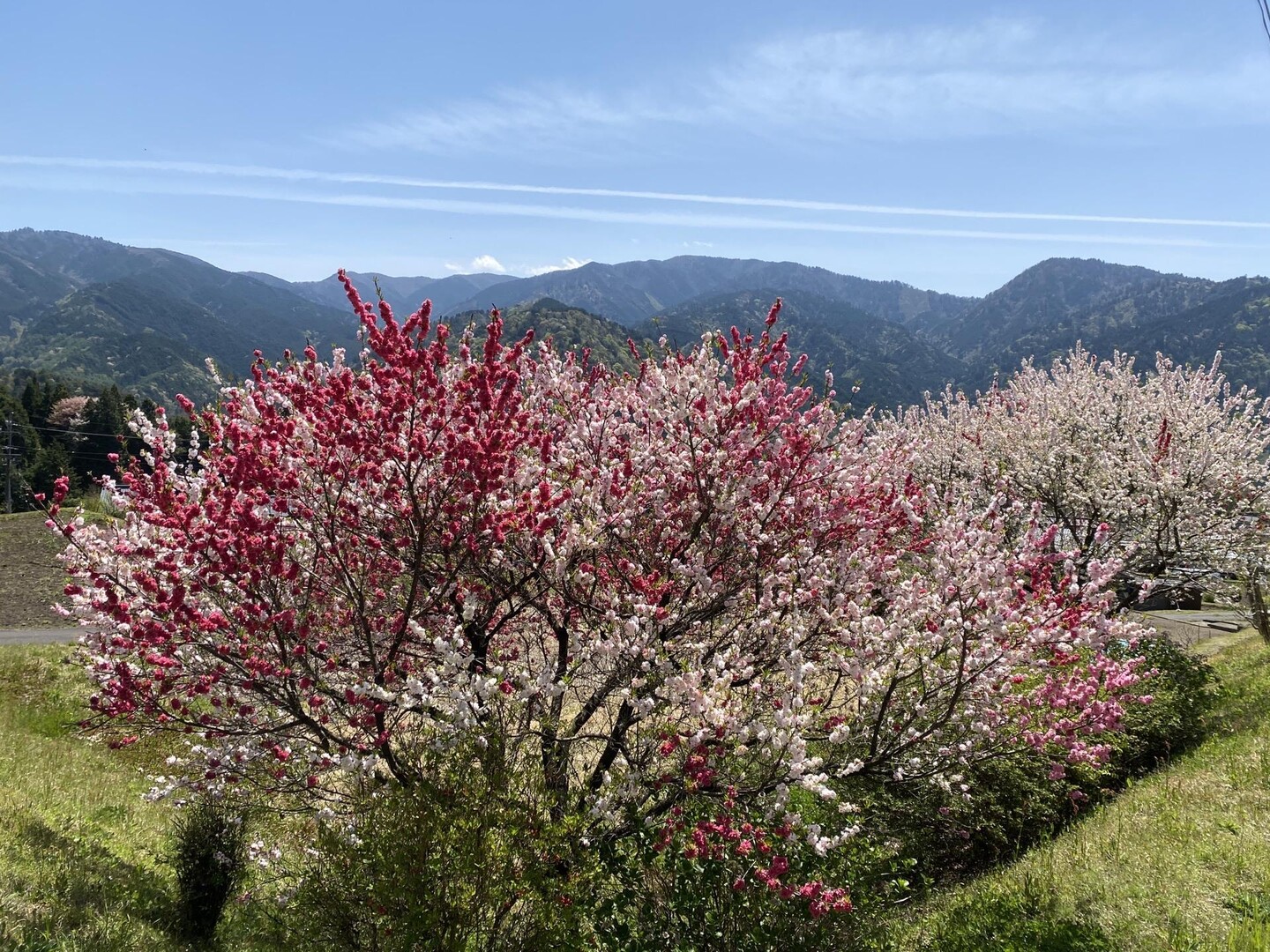 南木曽嶽 摩利支天 / black stoneさんの南木曽岳の活動データ | YAMAP / ヤマップ