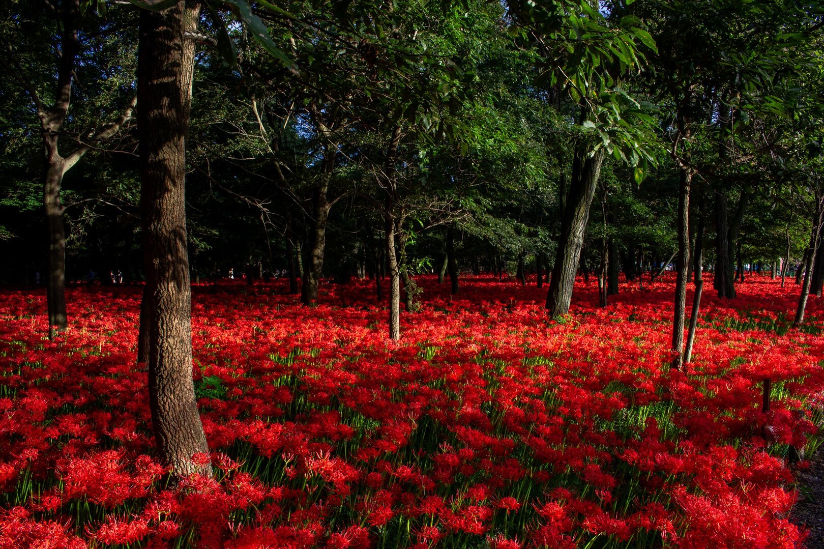 今年も見れた巾着田。 日が射した夕方。... / stripeさんのモーメント | YAMAP / ヤマップ