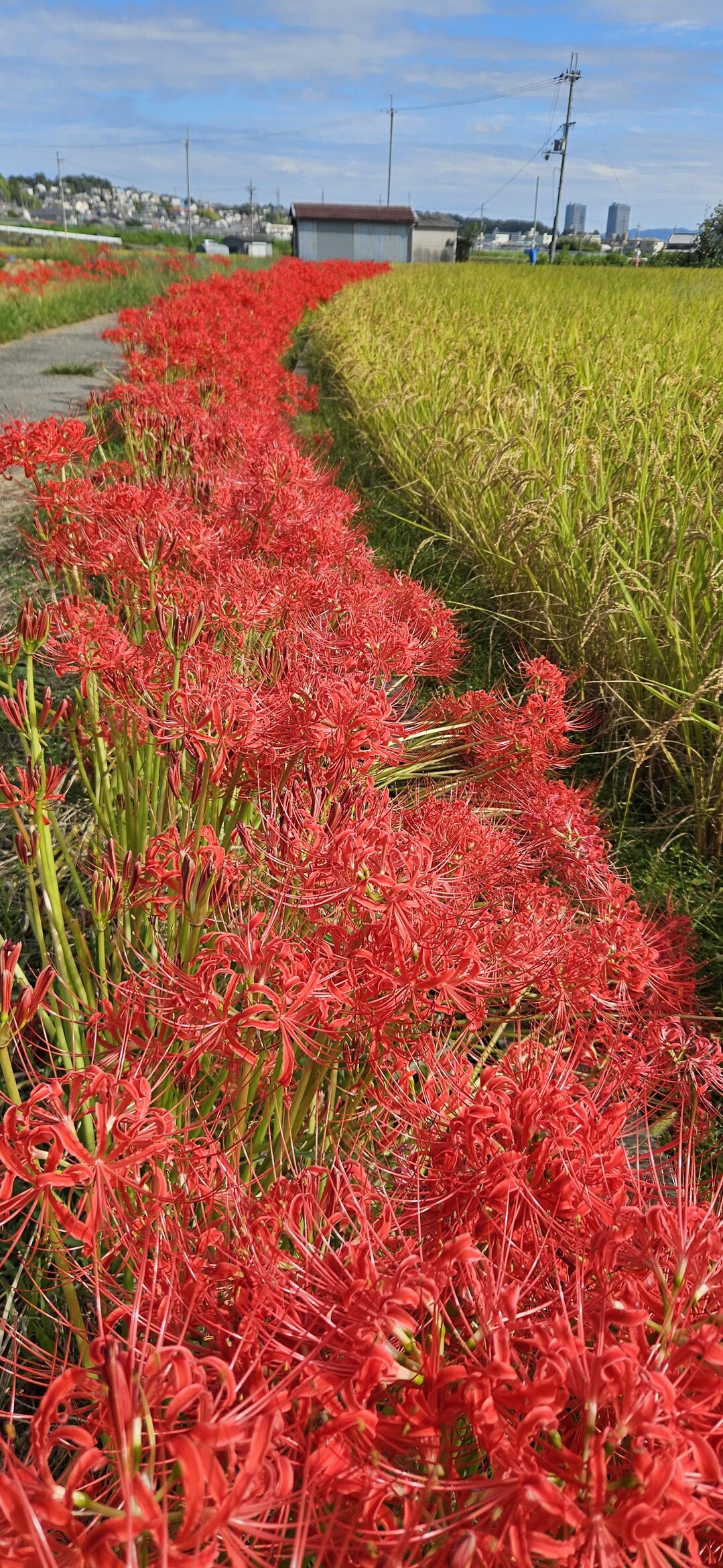 送迎バス利用で美人湯先入浴後のハイキングで送迎バス利用でJR高槻駅へはOK！！・曼珠沙華群生ピーク超え-2024-10-05 / Yúlÿさんのポンポン山・釈迦岳・小塩山・若山の活動データ ...