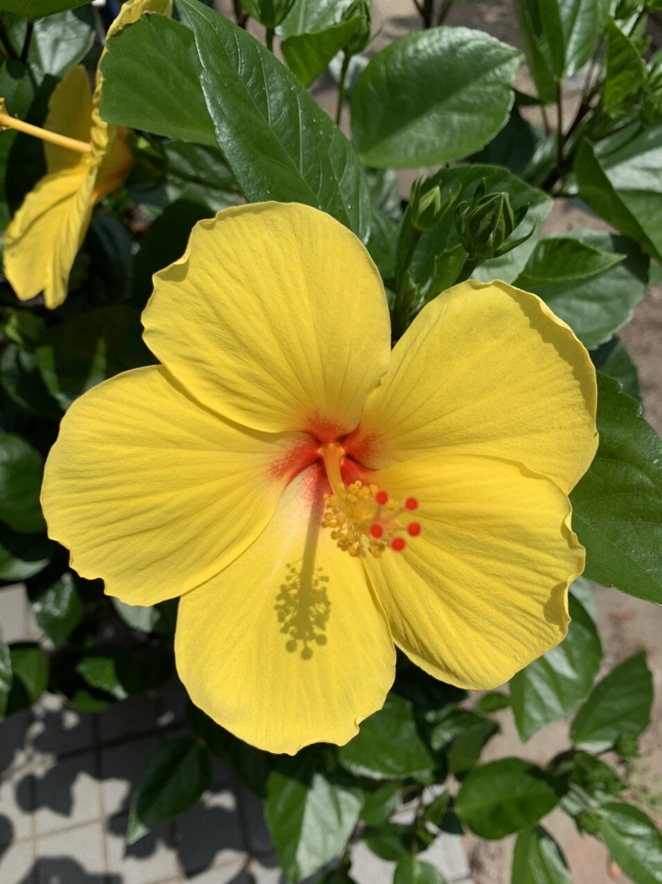 Uri(Uribo）のページ | YAMAP / ヤマップ