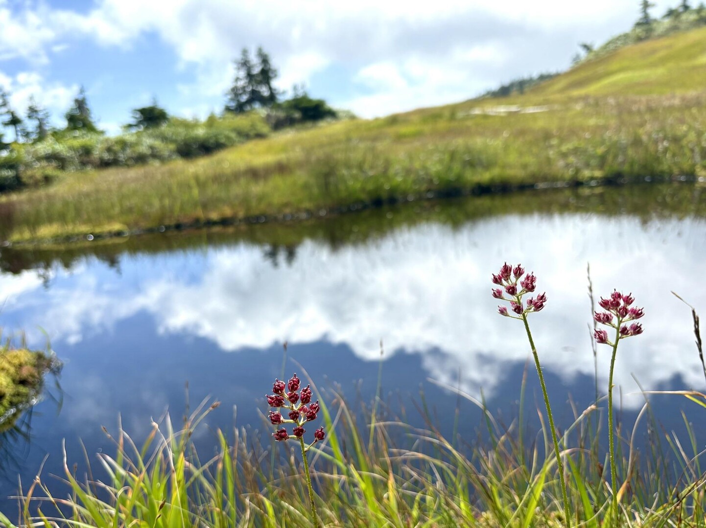 会津駒ヶ岳 / zumiさんの会津駒ヶ岳の活動データ | YAMAP / ヤマップ