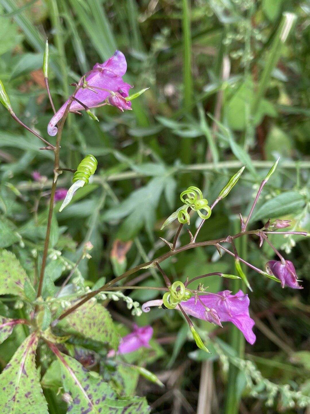 菅平湿原観察会 2回目の参加 ツリフネソ... / ショコマロさんのモーメント | YAMAP / ヤマップ