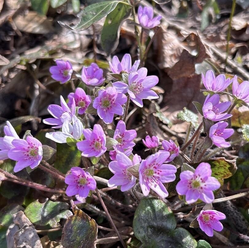 赤坂山・柏崎の雪割草🌸 / B・Yさんの赤坂山の活動データ | YAMAP / ヤマップ