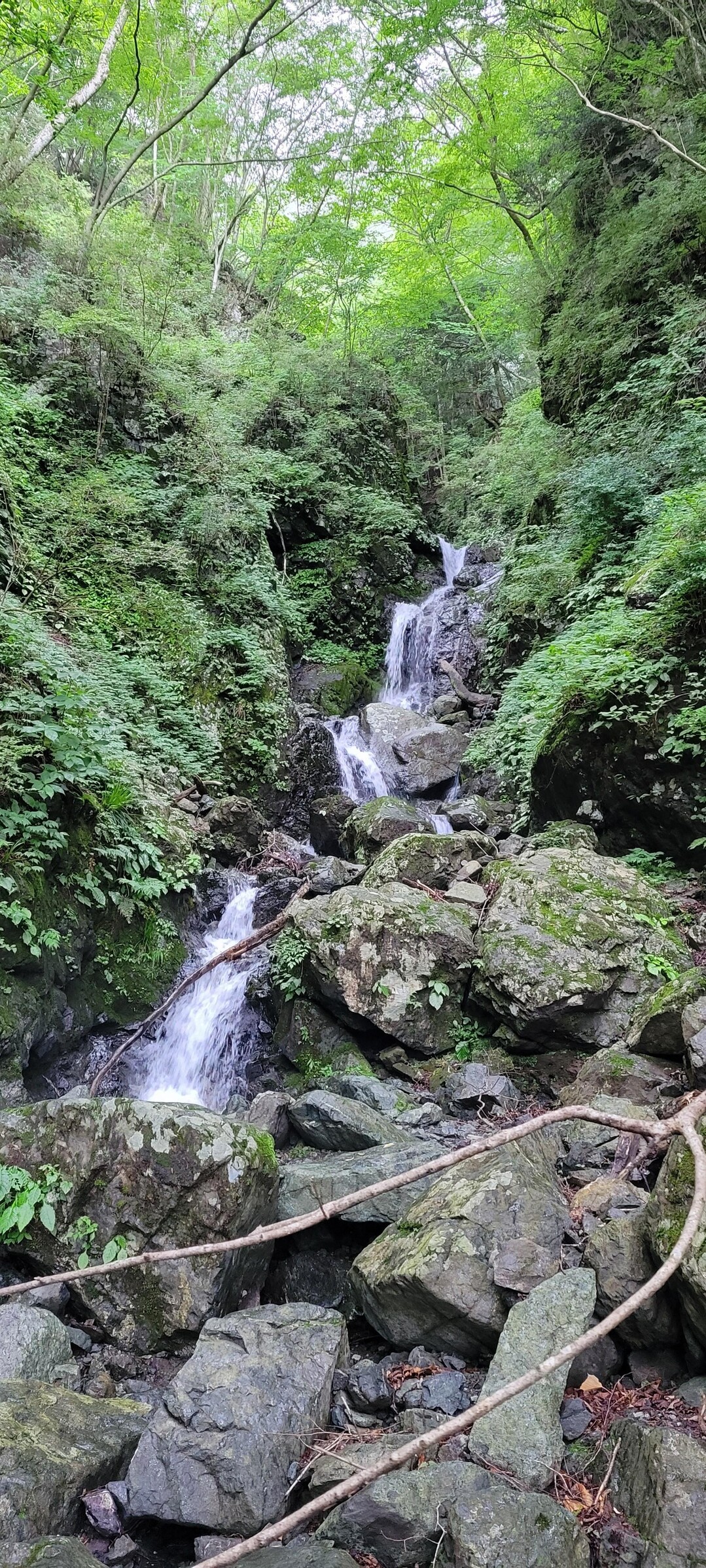 沢登り教室🧗 セドノ沢左俣を遡行して表尾根へ / Eric_Trophyさんの塔ノ岳・丹沢山・蛭ヶ岳の活動データ | YAMAP / ヤマップ