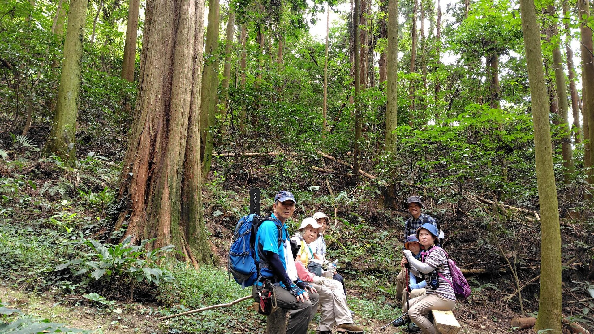 六ヶ岳 西のミニ周回コース / k339さんの六ヶ岳の活動データ | YAMAP / ヤマップ