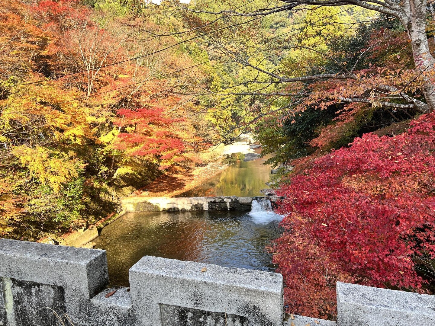 愛宕山・地蔵山・竜ヶ岳 / tamさんの愛宕山・三頭山・朝日峯の活動データ | YAMAP / ヤマップ