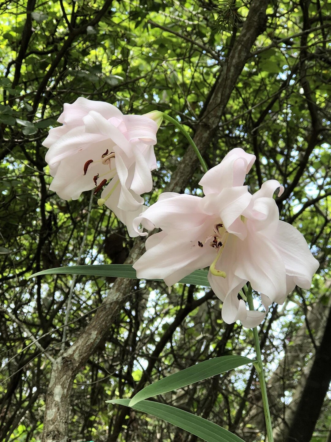 小高御位山・高御位山 / umi chanさんの高御位山・播磨アルプスの活動データ | YAMAP / ヤマップ