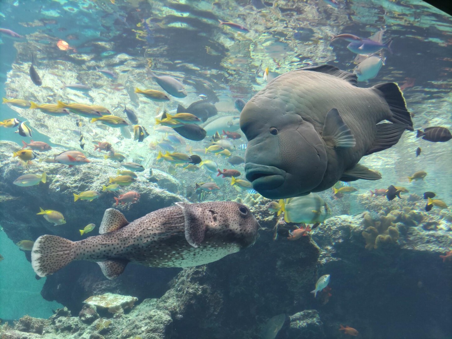 私のGW初日。 山ではないけれど、今日は... / にゃんこさんのモーメント | YAMAP / ヤマップ