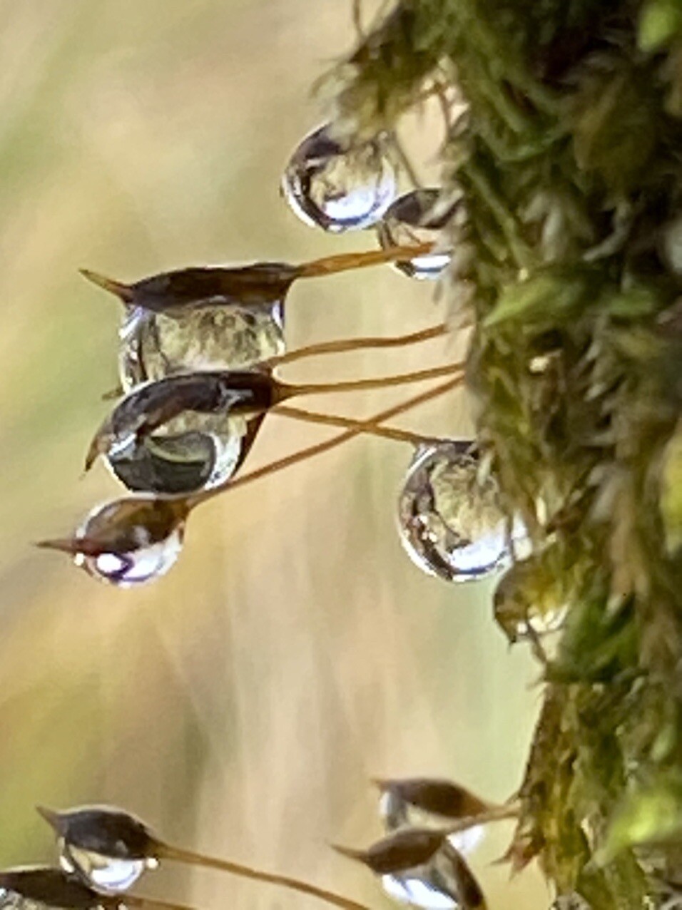 鶴見岳の絶景 / ヤマンジｨさんのモーメント | YAMAP / ヤマップ