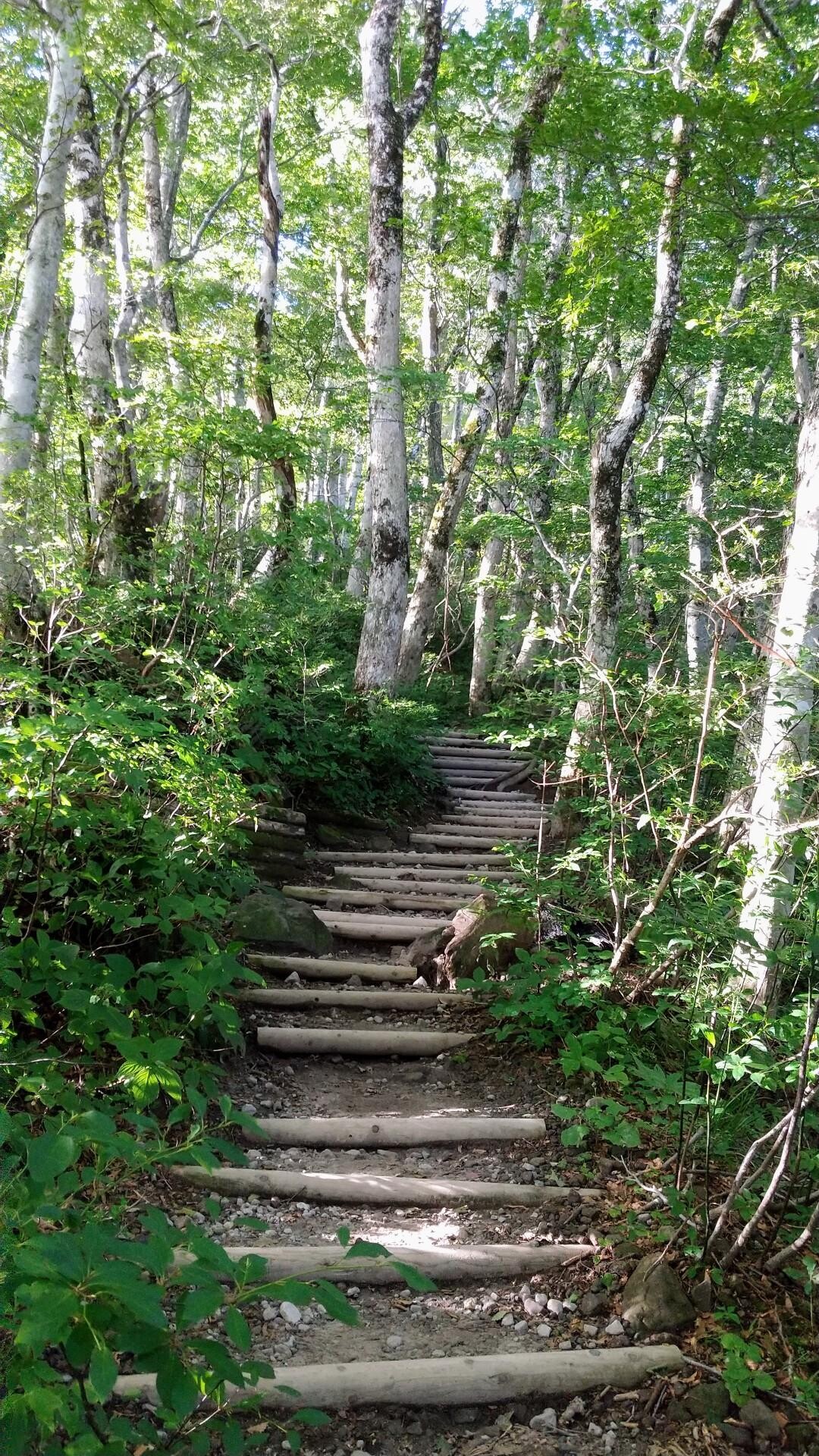 美しきブナ林の伯耆大山 / leeさんの大山・甲ヶ山・野田ヶ山の活動データ | YAMAP / ヤマップ
