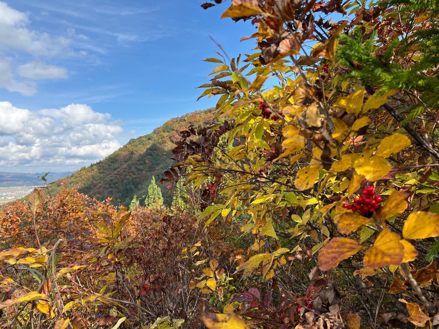 11月3日(木)初めての坂戸山登山へ。 ... / Tomokoさんのモーメント | YAMAP / ヤマップ