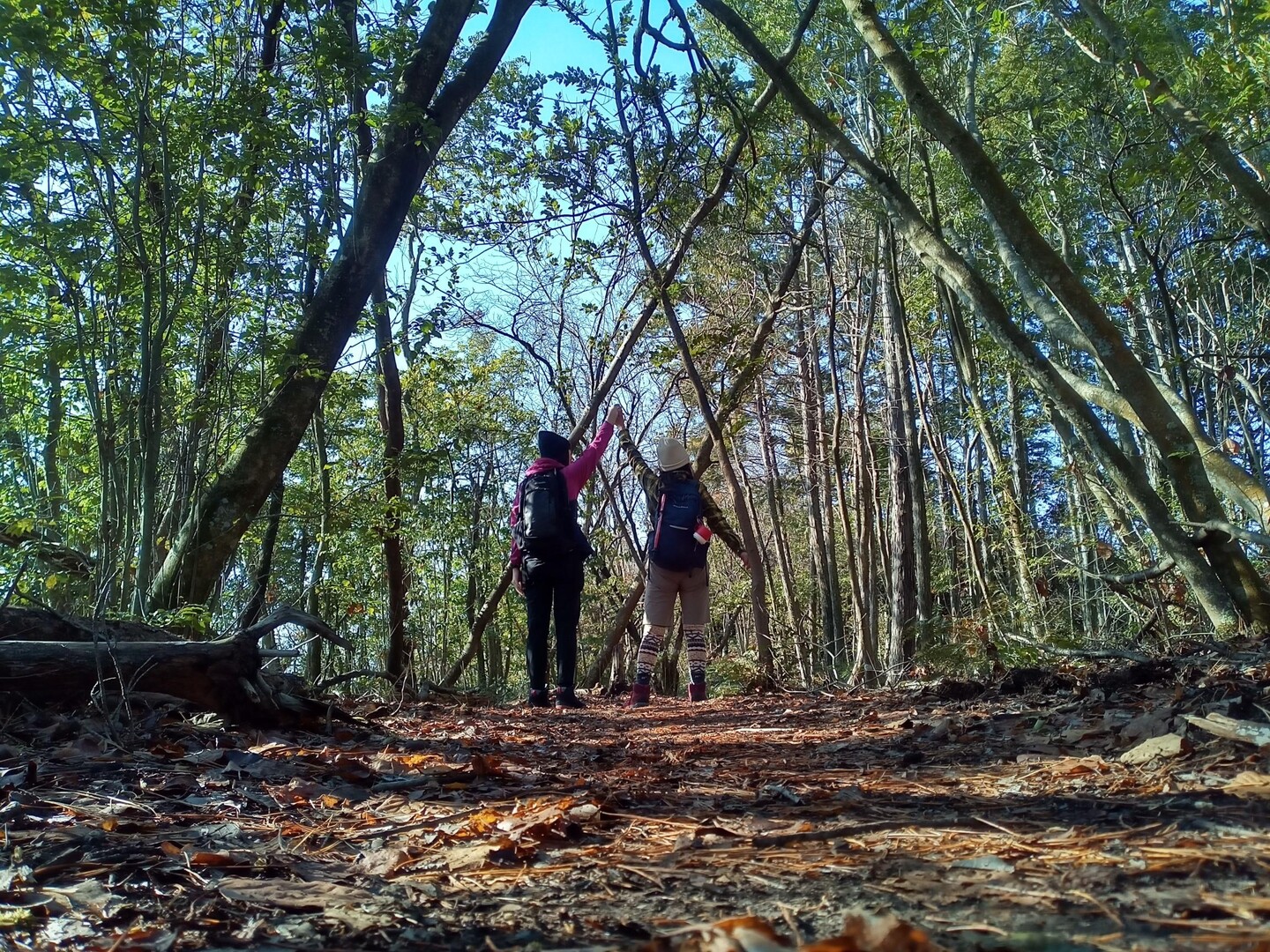 米田白山 / ke-kunさんの米田白山の活動データ | YAMAP / ヤマップ