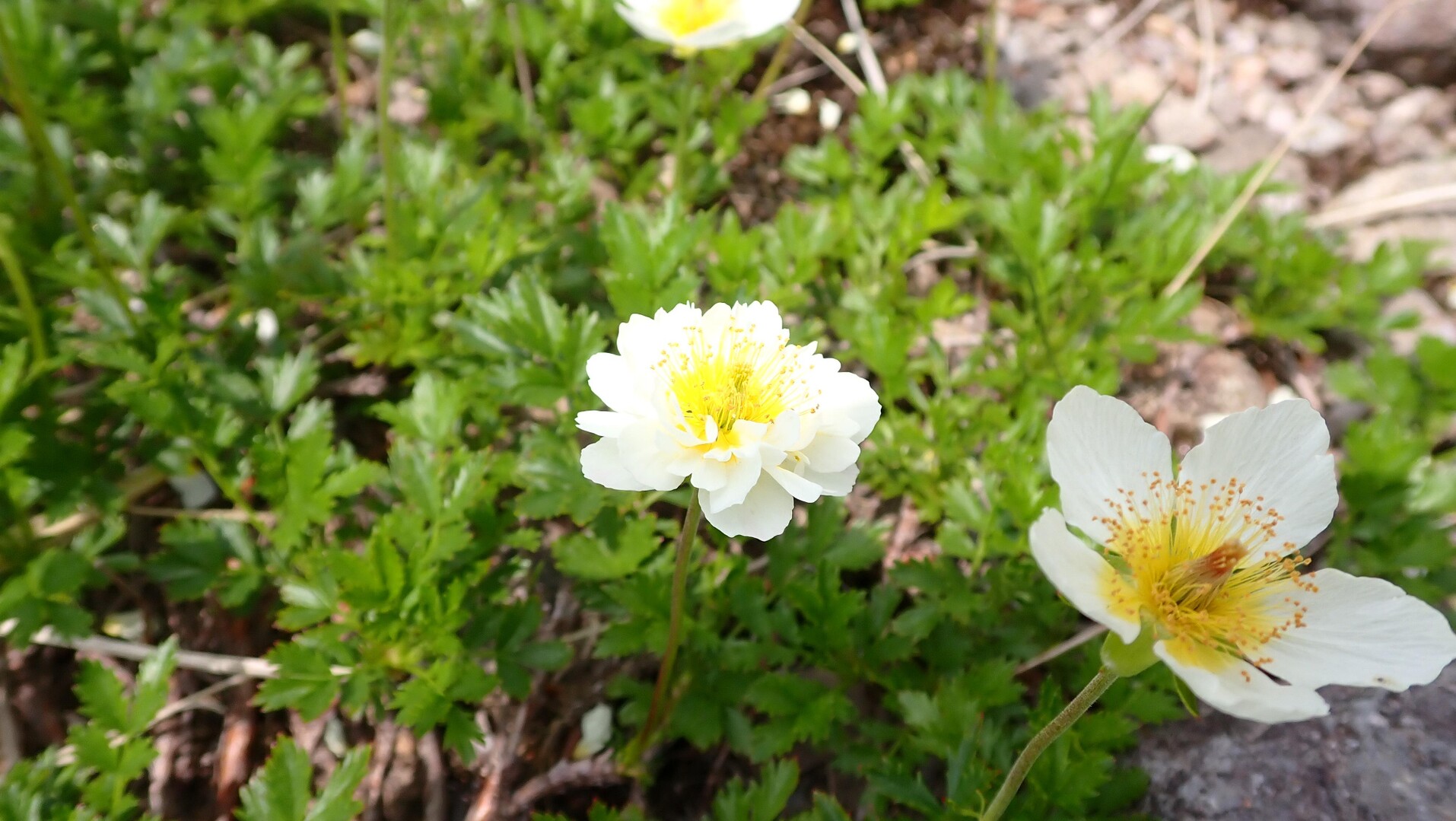 お花を愛でに森吉山 / WA1号さんの森吉山の活動データ | YAMAP / ヤマップ