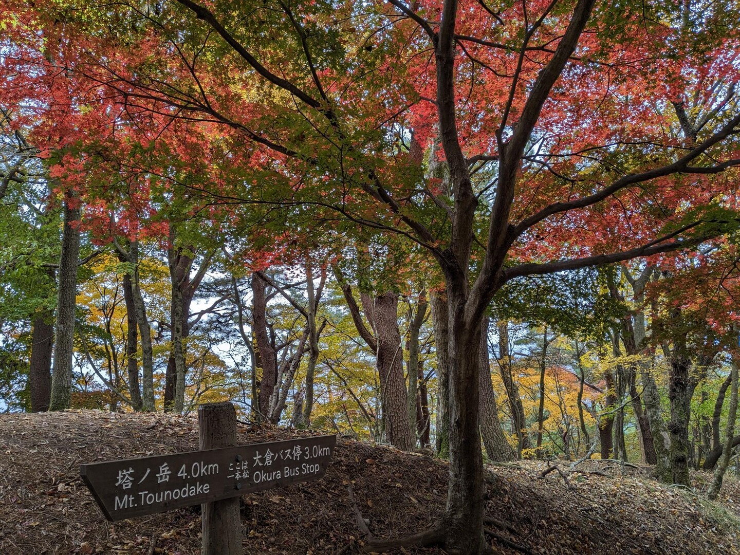 丹沢・大山フリーパスでオトクに🍁 / emi.sanさんの塔ノ岳・丹沢山・蛭ヶ岳の活動日記 | YAMAP / ヤマップ