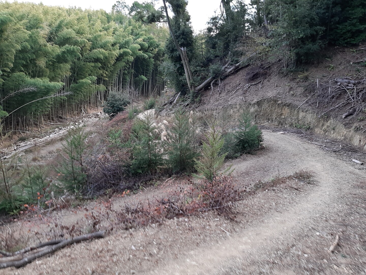 Mr.Kobaさんの投稿したフィールドメモ | YAMAP / ヤマップ