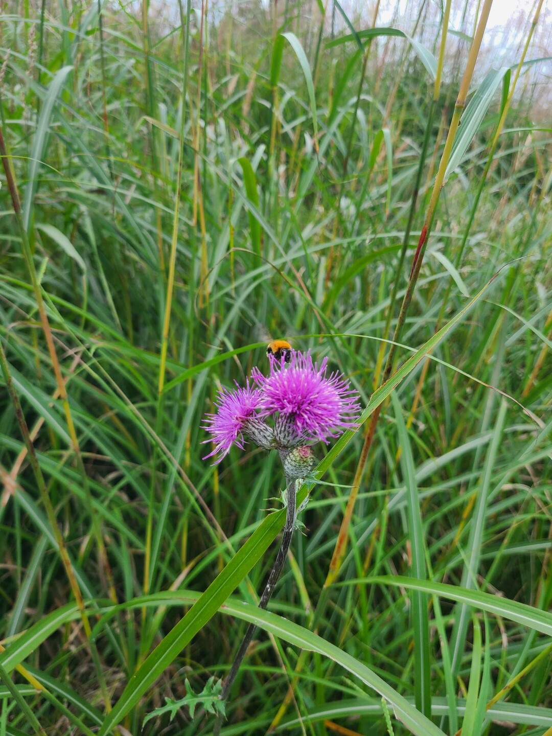 帯那山 風林火山「山」 / TEPPY さんの帯那山の活動データ | YAMAP / ヤマップ