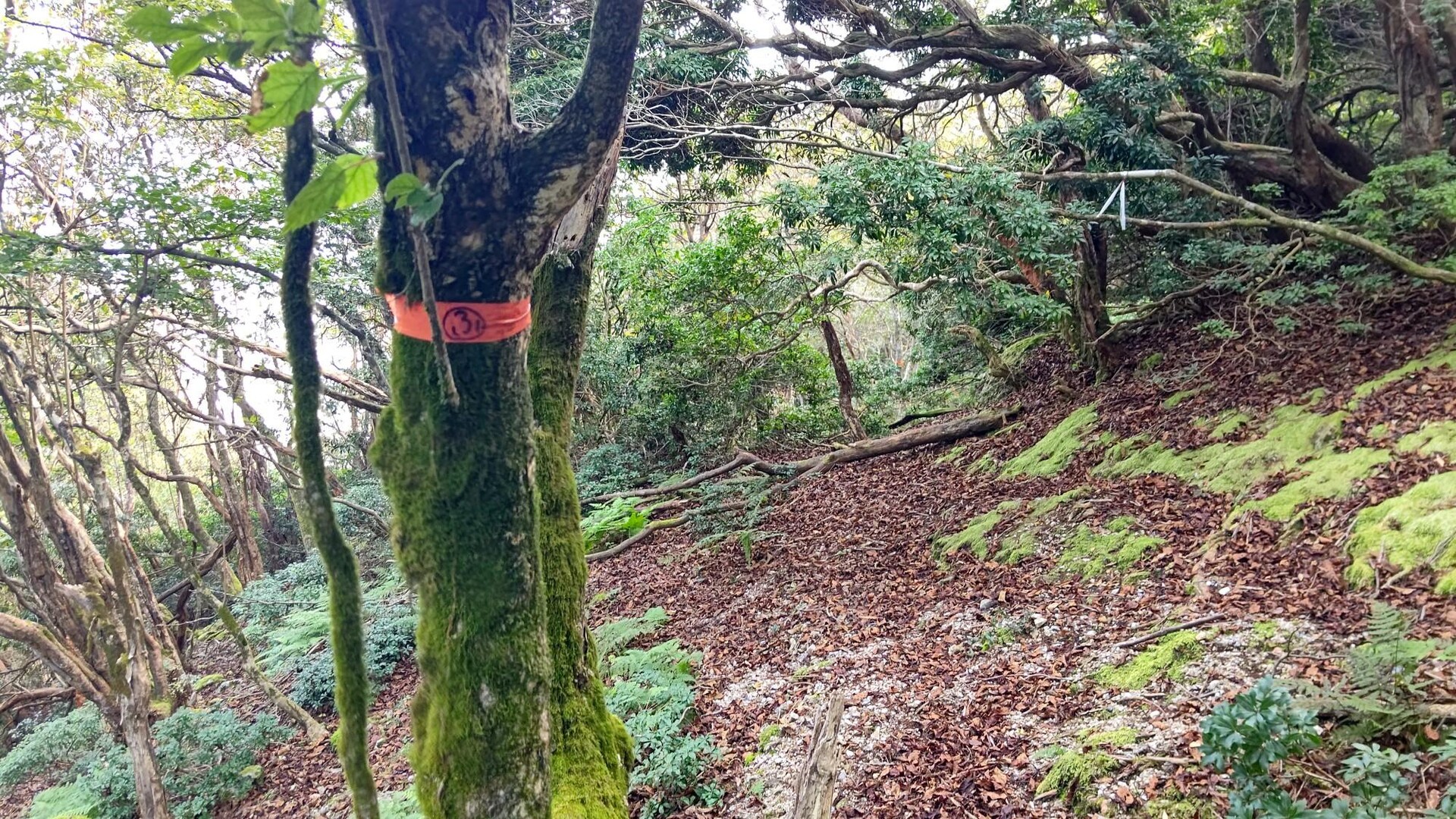 ypkunさんの投稿したフィールドメモ | YAMAP / ヤマップ