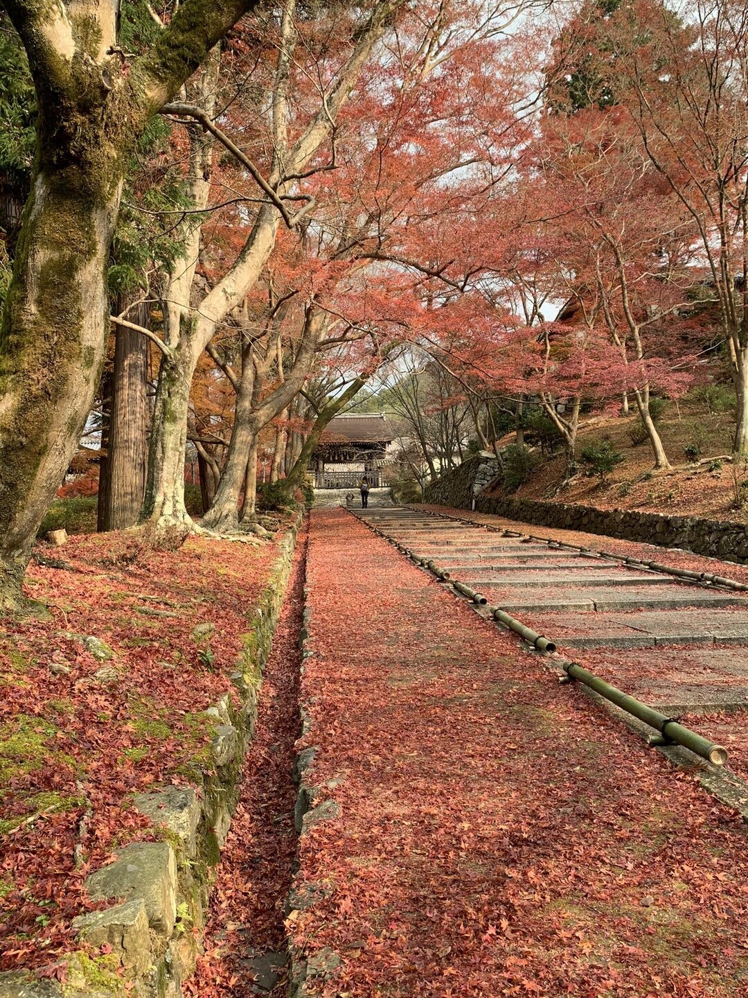 山科毘沙門天から南禅寺へ-2023-12-07 / Lucy mさんの大文字山・如意ヶ嶽・稲荷山の活動データ | YAMAP / ヤマップ