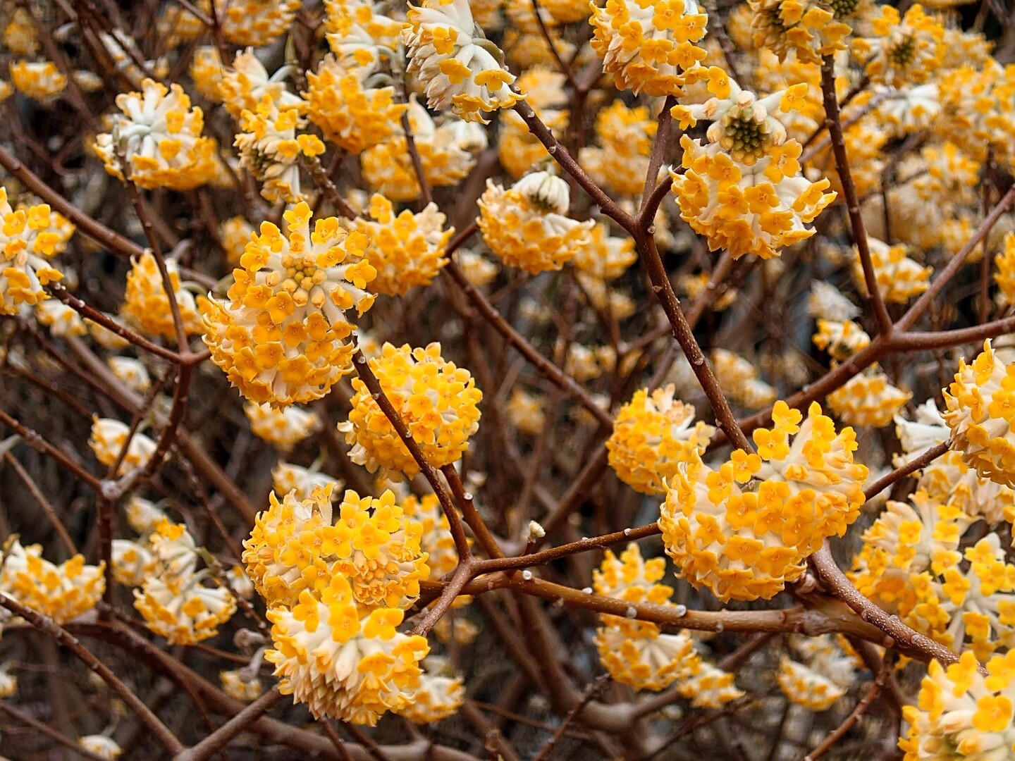 天王山・サントリー山 / momoさんの鳩ヶ峰の活動データ | YAMAP / ヤマップ