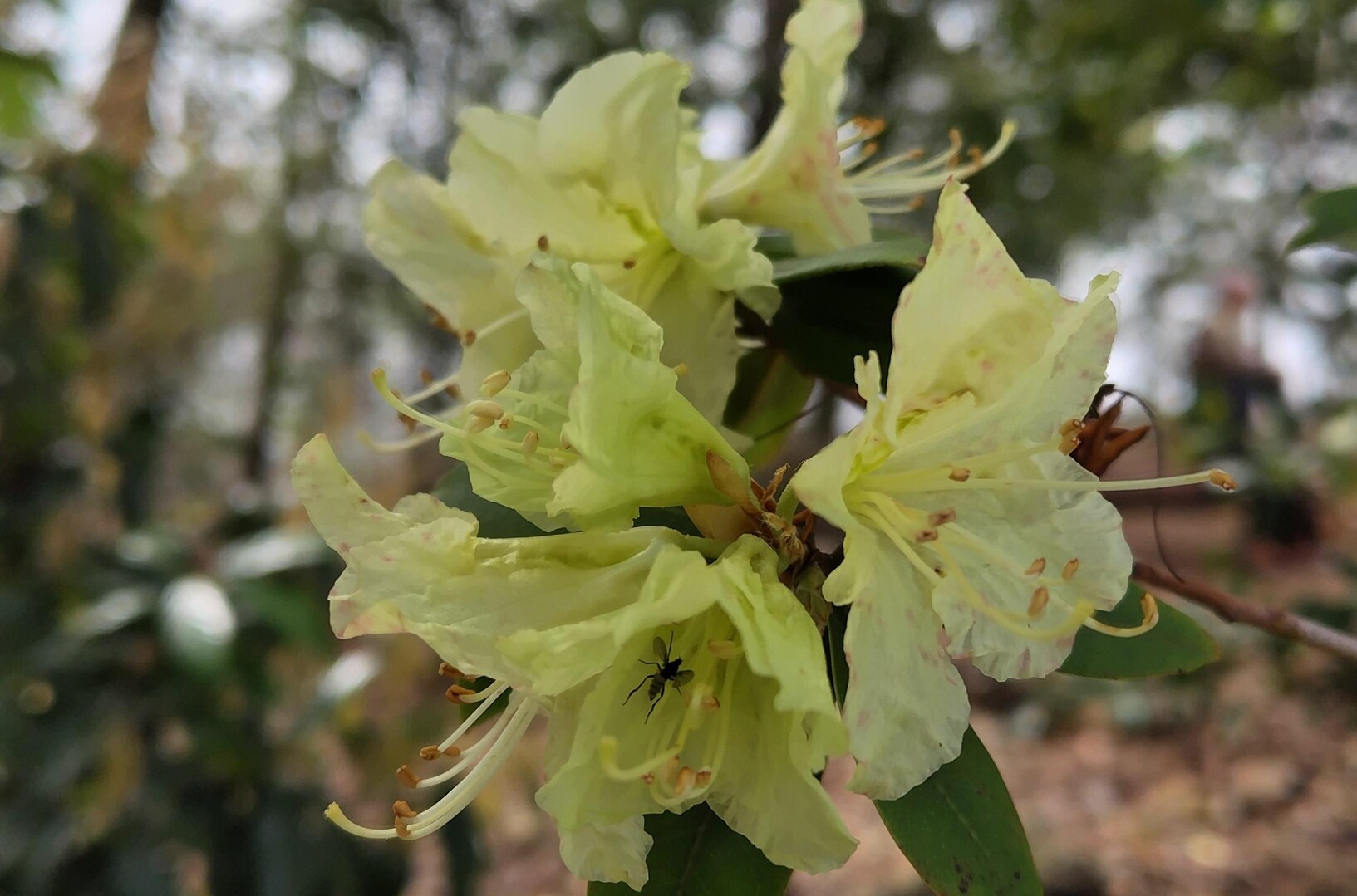 鳩吹山往復プラス遊歩道散策 / mi-takaさんの鳩吹山の活動データ | YAMAP / ヤマップ