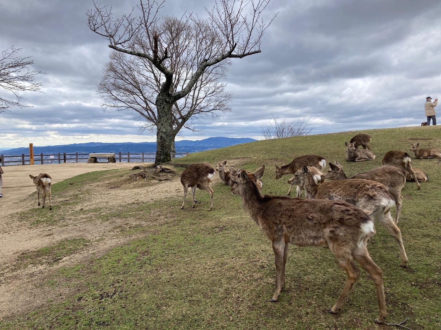 若草山（三笠山） / Blueさんの若草山の活動データ | YAMAP / ヤマップ