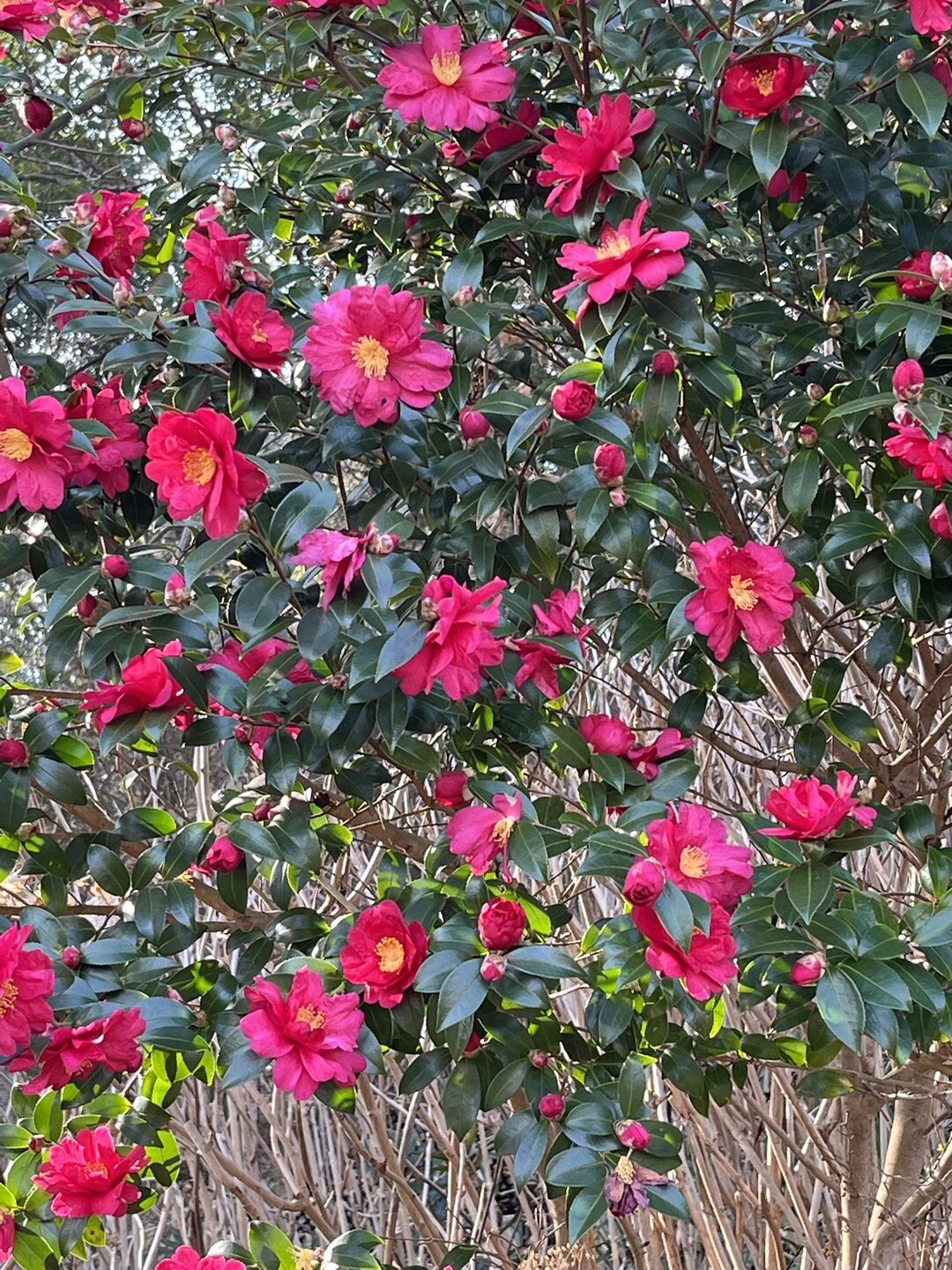 甲山 / とらちさんの六甲山・長峰山・摩耶山の活動データ | YAMAP / ヤマップ