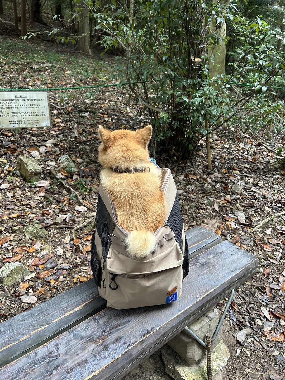 金華山 vol.170,171 / Borisさんの金華山・洞山・舟伏山の活動データ | YAMAP / ヤマップ