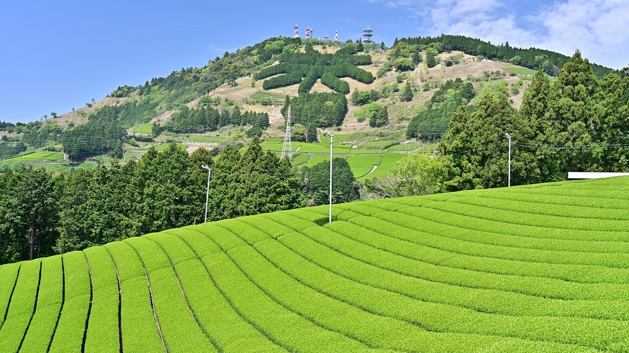 【新茶の香り漂う粟ヶ岳】 / チームNYさんの粟ヶ岳の活動データ | YAMAP / ヤマップ